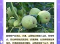 麻核桃品种有哪些_如何挑选麻核桃