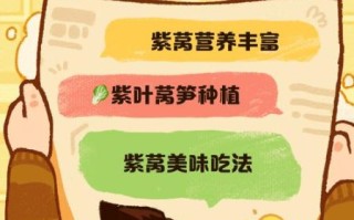 紫莴苣怎么种植_紫莴苣营养价值高吗