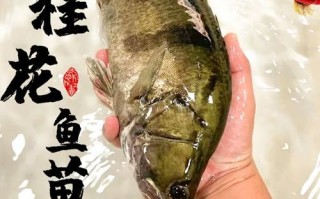 桂鱼苗图片_如何分辨真假