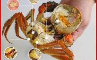 螃蟹哪里不能吃图解_螃蟹哪些部位不能吃