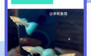 凤尾鱼多久喂一次食_凤尾鱼一天喂几次