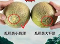 蜜瓜怎么挑选_蜜瓜保存多久