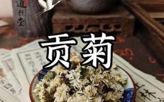 贡菊花茶的功效与作用_贡菊花茶什么人不能喝