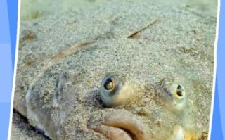 比目鱼不去皮能吃吗_比目鱼皮的营养与处理方法