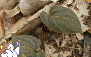 紫背天葵长什么样_紫背天葵图片特征