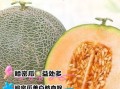 吃哈密瓜会上火吗_哈密瓜的功效与作用