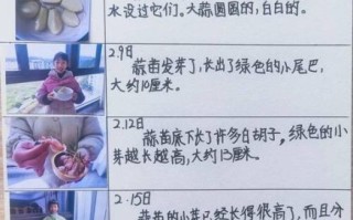 大蒜观察日记怎么写_大蒜几天发芽