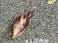 非洲大蜗牛有毒吗_非洲大蜗牛怎么消灭