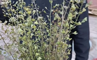 野生荠荠菜什么时候开花_荠荠菜开花还能吃吗