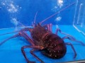 澳洲大龙虾怎么选_澳洲大龙虾多少钱一斤
