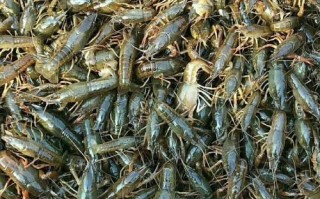 青虾苗多少钱一斤_青虾苗价格行情