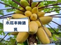观赏木瓜的功效与作用_观赏木瓜能吃吗