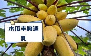 观赏木瓜的功效与作用_观赏木瓜能吃吗