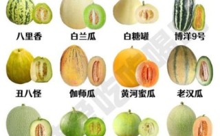 瓜果蔬菜图片大全_如何快速识别常见品种