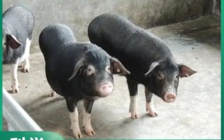 黑猪品种有哪些_黑猪养殖利润高吗