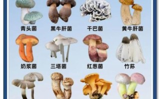 野生蘑菇怎么辨别有毒_野生蘑菇中毒怎么办