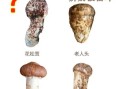 鲜松茸图片真假辨别_鲜松茸怎么挑选