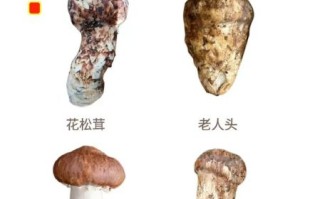 鲜松茸图片真假辨别_鲜松茸怎么挑选
