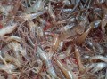 野生河虾吃什么食物_野生河虾主要食物来源