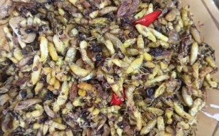 知了壳怎么吃_知了壳有什么功效