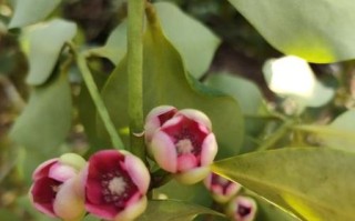 八角花图片大全_八角花长什么样