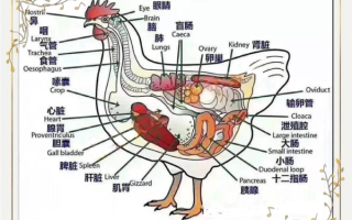 鸡胗和鸡肝的区别_鸡内脏各部分名称图解