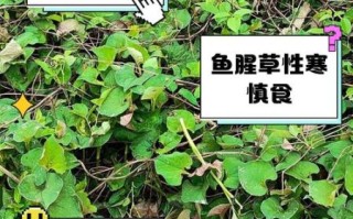 鱼腥草能不能长期吃_鱼腥草长期吃副作用