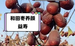 和田大枣的功效与作用_孕妇能吃吗