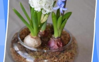 风信子花语是什么_风信子寓意有哪些