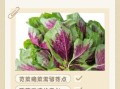 苋菜怎么摘图解_苋菜摘心技巧