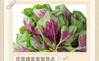 苋菜怎么摘图解_苋菜摘心技巧
