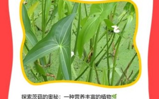 茨菇怎么读_茨菇是什么东西