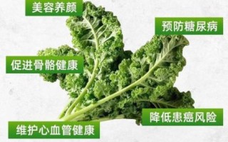 羽衣甘蓝能吃吗_羽衣甘蓝怎么吃