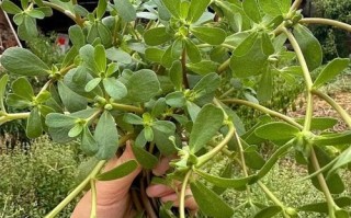 农村100种野菜图片_哪些能吃