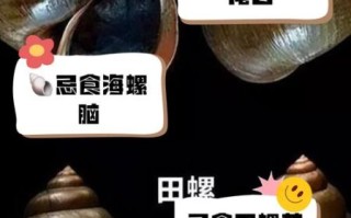 田螺的功效与禁忌_哪些人不能吃田螺