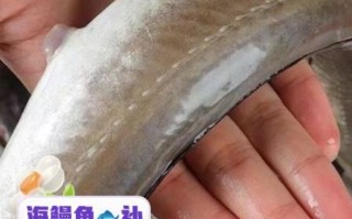 海鳗鱼怎么做好吃_海鳗鱼的营养价值