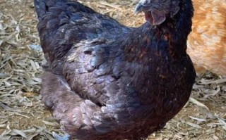 五黑鸡图片_五黑鸡为什么那么黑