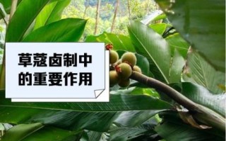 草寇是什么_草寇的功效与作用