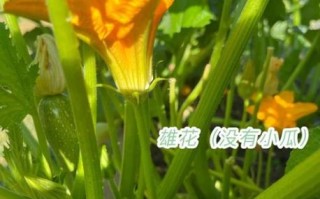 西葫芦什么时候种_西葫芦种植方法步骤