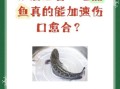 术后吃黑鱼最佳时间_黑鱼术后第几天能吃