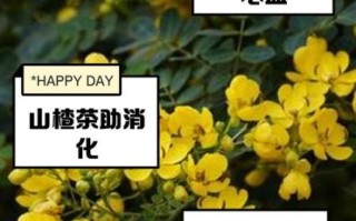 决明子泡水喝有什么好处_决明子泡水喝的正确方法