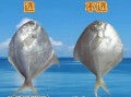 常见海鱼种类及营养价值_如何挑选新鲜海鱼