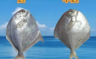 常见海鱼种类及营养价值_如何挑选新鲜海鱼