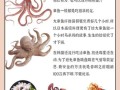 八爪鱼是鱿鱼吗_八爪鱼和鱿鱼的区别