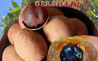 龙眼肉怎么晒才不会坏_龙眼肉晒干保存技巧