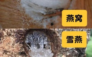 雪燕和燕窝的功效区别_哪个更适合女人吃