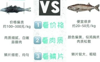 龙鳕鱼和银鳕鱼区别_哪个更好吃