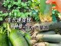 沙窝萝卜怎么种_沙窝萝卜种植时间和方法
