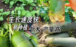 沙窝萝卜怎么种_沙窝萝卜种植时间和方法