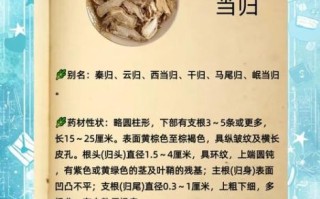 当归的功效与作用_什么人不适合吃